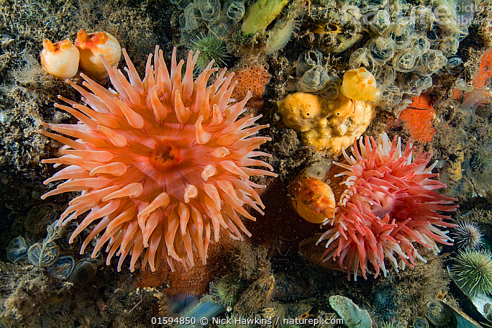 Anemones
