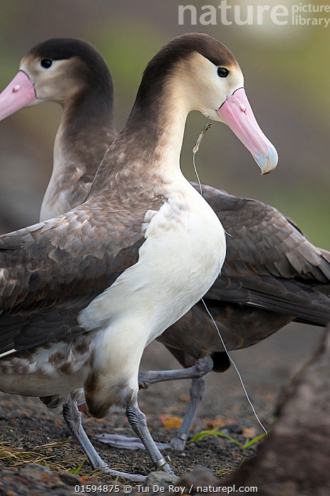 Stock photo of Short tailed albatross (Phoebastria albatrus) subadult ...