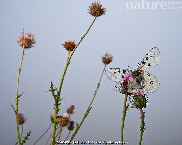 Stock photo of Apollo butterfly (Parnassius apollo) on mountain thistle ...