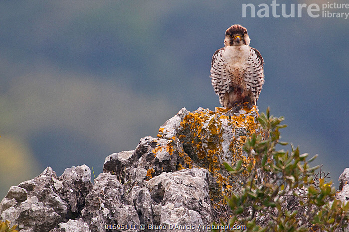 Stock photo of European Lanner falcon (Falco biarmicus feldeggi) adult ...