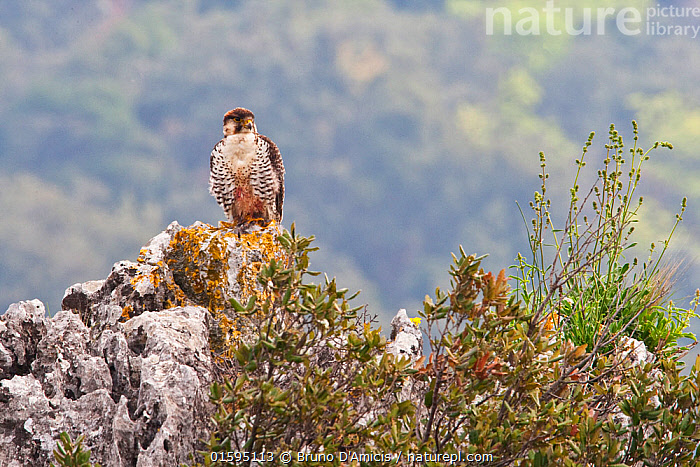 Stock photo of European Lanner falcon (Falco biarmicus feldeggi) adult ...