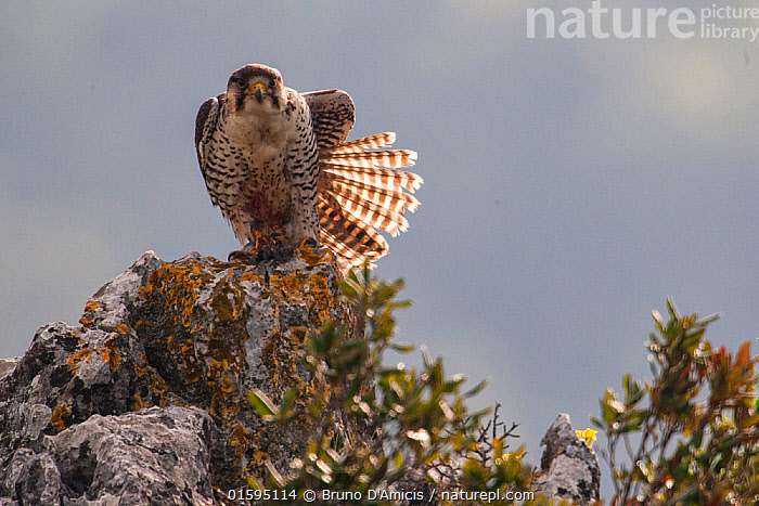 Stock photo of European Lanner falcon (Falco biarmicus feldeggi) adult ...