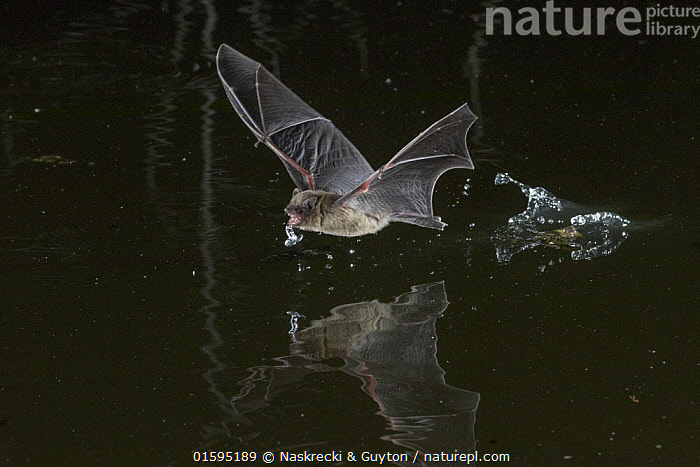 Stock photo of Banana bat (Neoromicia nana) drinking from a pond ...