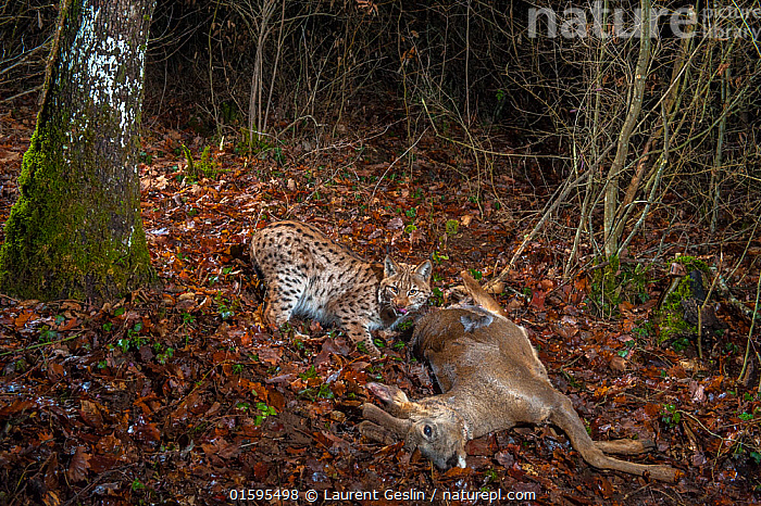 Stock photo of Wild Eurasian lynx (Lynx lynx) with Roe deer (Capreolus ...