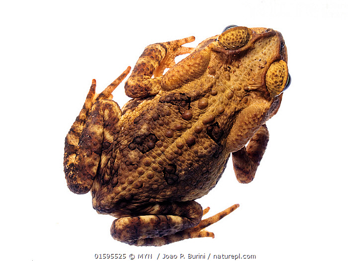Stock photo of Toad (Rhinella icterica) Tapirai, Sao Paulo, Brazil ...