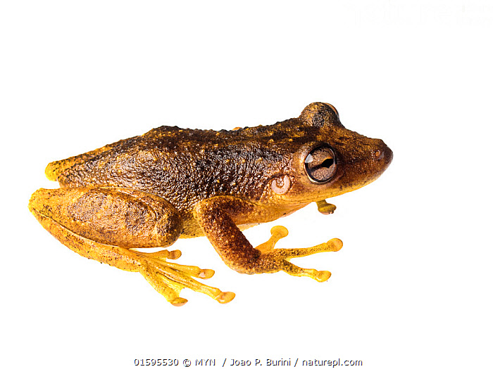 Stock photo of Treefrog (Scinax sp.) Tapirai, Sao Paulo, Brazil ...