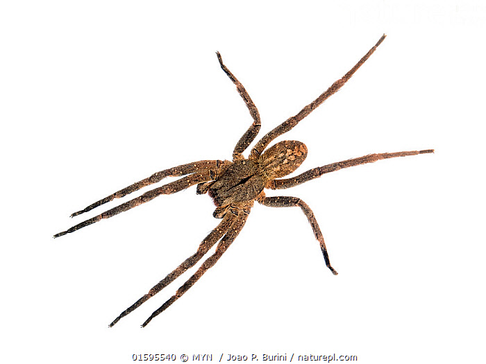 Stock photo of Brazilian wandering spider (Phoneutria nigriventer ...