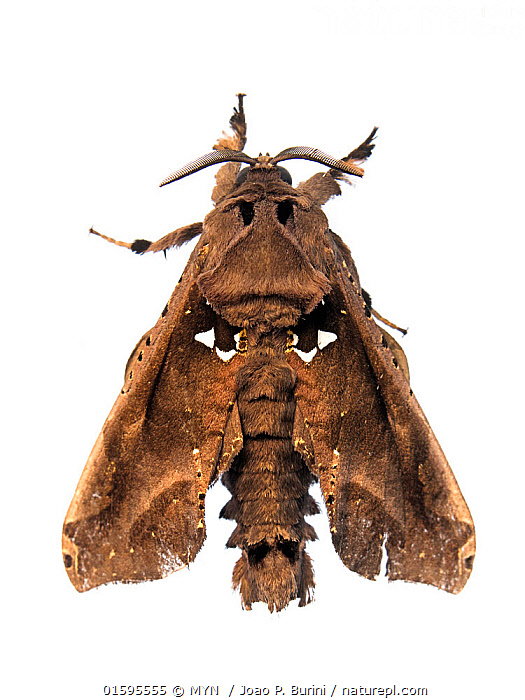 Stock photo of Cossid moth (Langsdorfia franckii) Tapirai, Sao Paulo ...