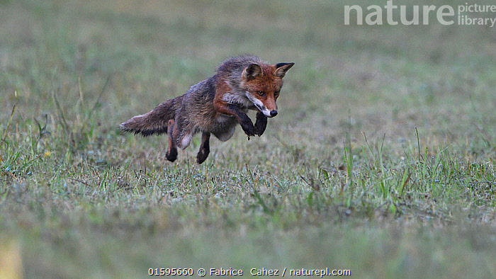 Stock photo of Red fox (Vulpes vulpes) pouncing on prey, Vosges, France ...