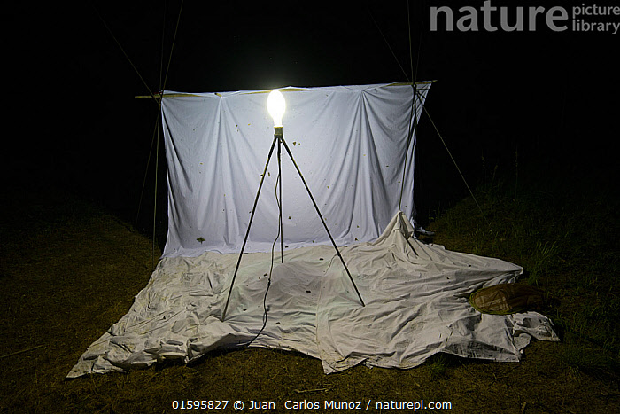 Stock photo of White sheet and lights to attract moths for scientific ...