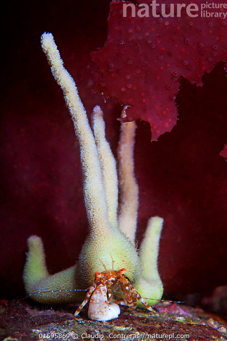 Stock photo of Staghorn hermit crab (Manucomplanus varians) and ...