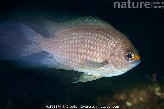 Stock photo of Oval chromis (Chromis alta), San Benitos Islands, Baja ...