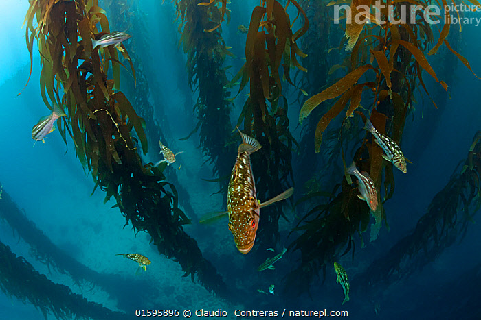 Stock photo of Kelp bass / Rock sea bass (Paralabrax clathratus) and ...