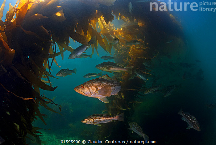 Stock photo of Kelp bass / Rock sea bass (Paralabrax clathratus) and ...