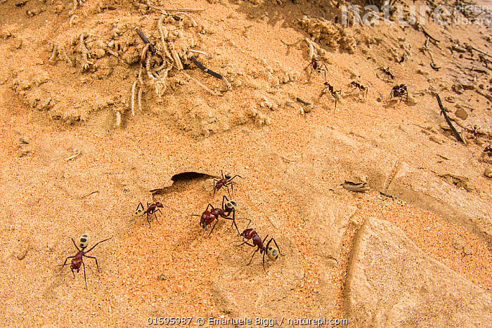 Stock photo of Namib Desert dune ant (Camponotus detritus), soldiers ...