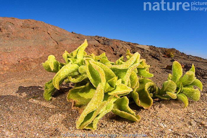 Stock photo of Ice plant (Mesembrianthemum crystallinum) Swakopmund ...