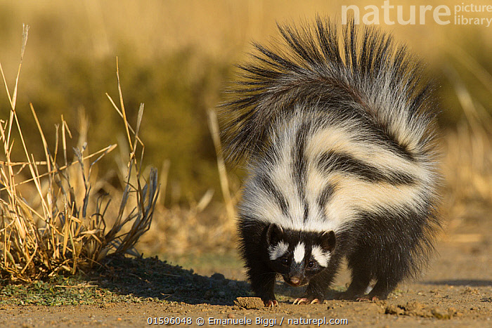 Stock photo of Striped polecat (Ictonyx striatus) Namibia. Captive ...