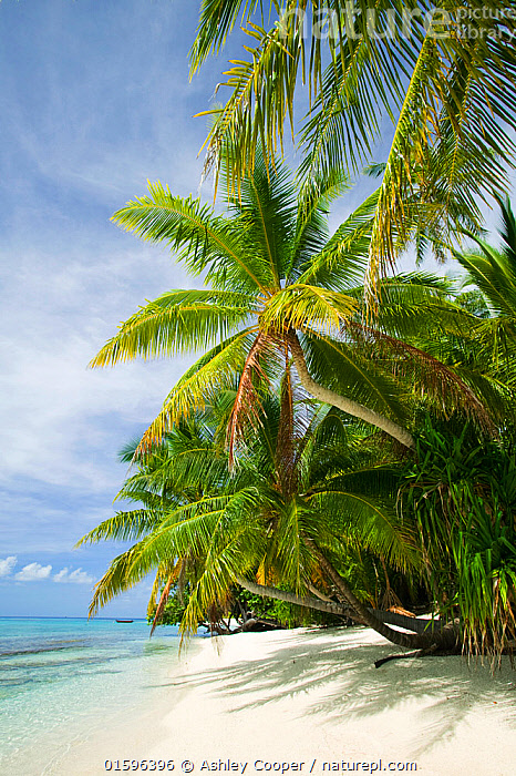 Stock photo of Beach on Funafuti Atoll, Tuvalu. March 2007. These ...