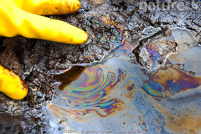 Stock photo of Tar sands with iridescent oil patterns. Alberta, Canada ...