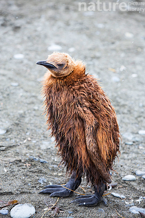 Stock photo of King penguin (Aptenodytes patagonicus) chick, Salisbury ...