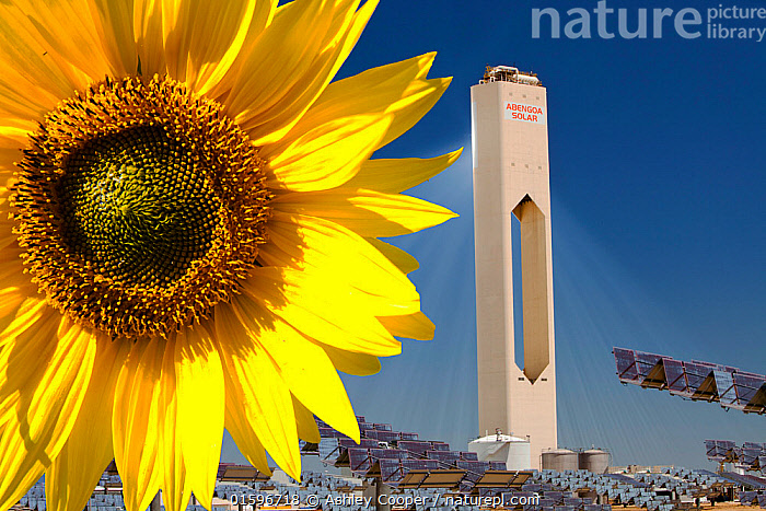 Stock photo of Sunflower next to the PS20 solar thermal tower, the only ...