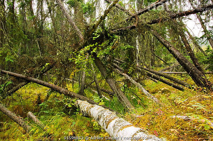 Stock photo of A 'Drunken forest' in Fairbanks, Alaska where trees are ...