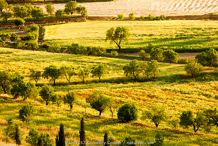 Stock photo of Traditional agriculture in evening light. with small ...