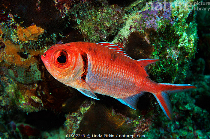 Stock photo of Blackbar soldierfish (Myripristis jacobus) Bonaire ...