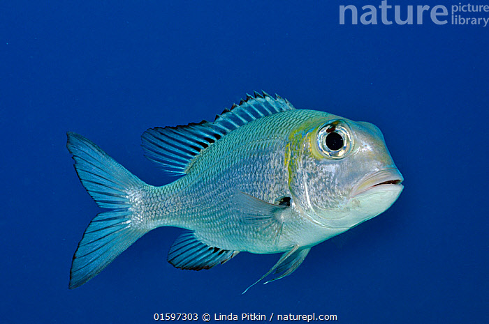 Stock photo of Bigeye emperor fish (Monotaxis grandoculis) Ras Ghozlani ...