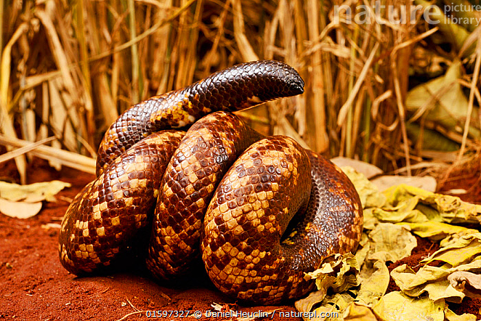 Stock photo of Calabar burrowing boa snake (Calabaria reinhardtii) in ...