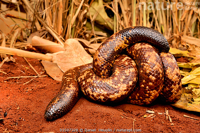 Stock photo of Calabar burrowing boa snake (Calabaria reinhardtii) in ...