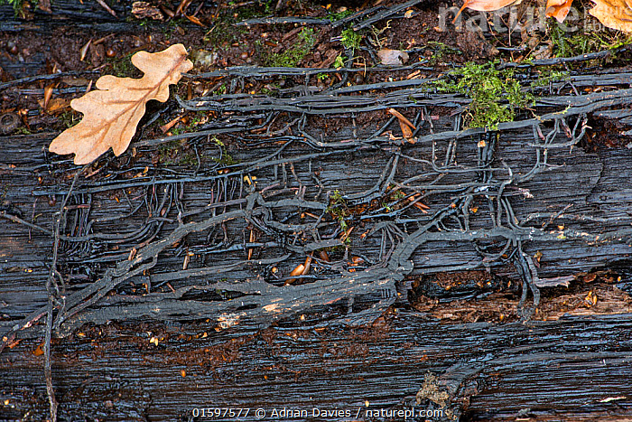 Stock photo of Honey fungus (Armillaria mellea) rhizomorphs / boot ...