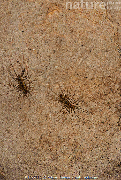 Stock photo of Long-legged centipede (Scutigera sp) two in Gomantong ...