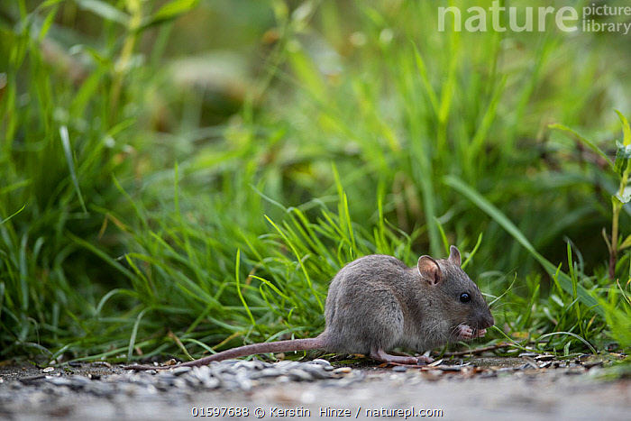 Stock photo of Juvenile Brown rat (Rattus norvegicus) feeding ...