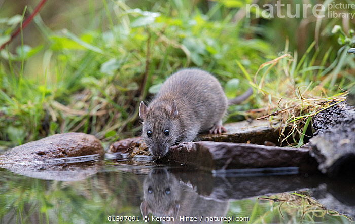 Stock photo of Juvenile Brown rat (Rattus norvegicus) drinking ...