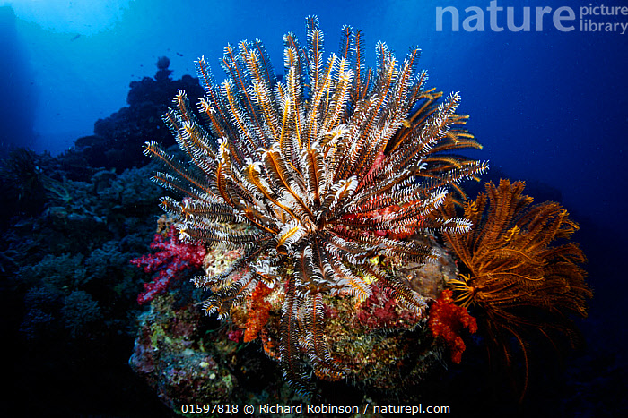 Stock photo of Feather Star (Crinoidea) at Vatoa Island also known as ...