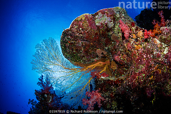 Stock photo of Coral Reef landscape at Vatoa Island also known as ...