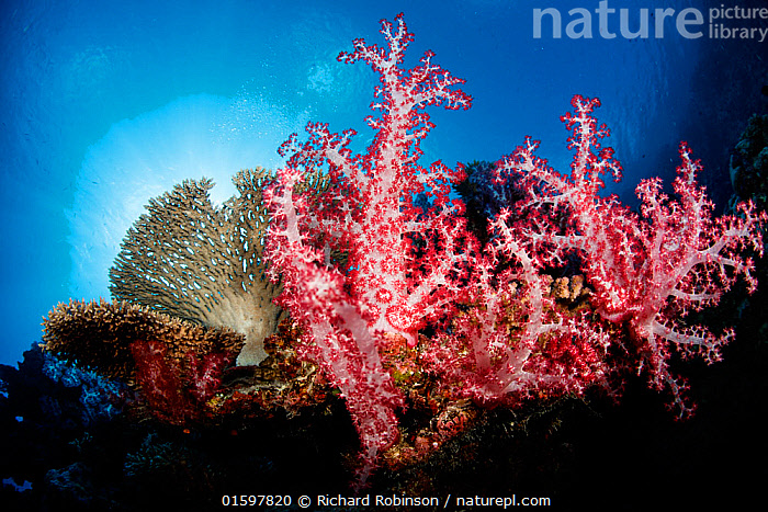 Stock photo of Coral Reef landscape at Vatoa Island also known as ...