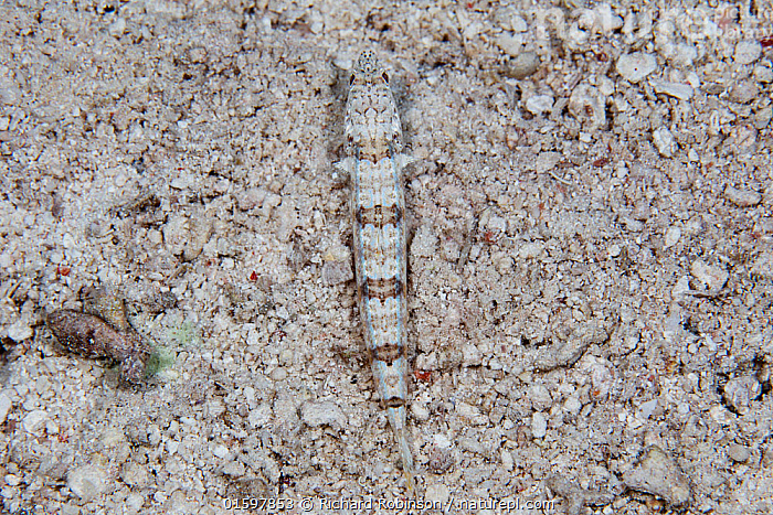 Stock photo of Clearfin Lizardfish (Synodus dermatogenys) camouflaged ...