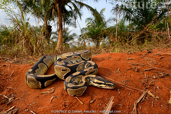 Stock photo of Royal python (Python regius) Togo. Controlled conditions ...