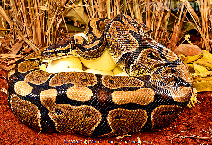Stock photo of Royal python (Python regius) female with ticks on the ...
