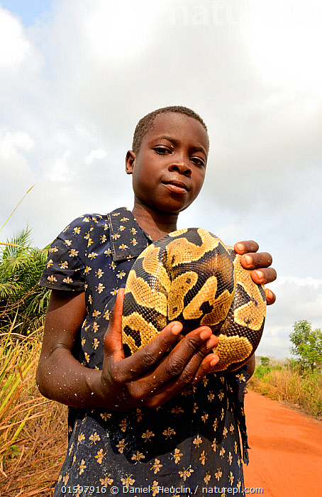 Stock photo of Young girl holding a Royal python (Python regius) Togo ...