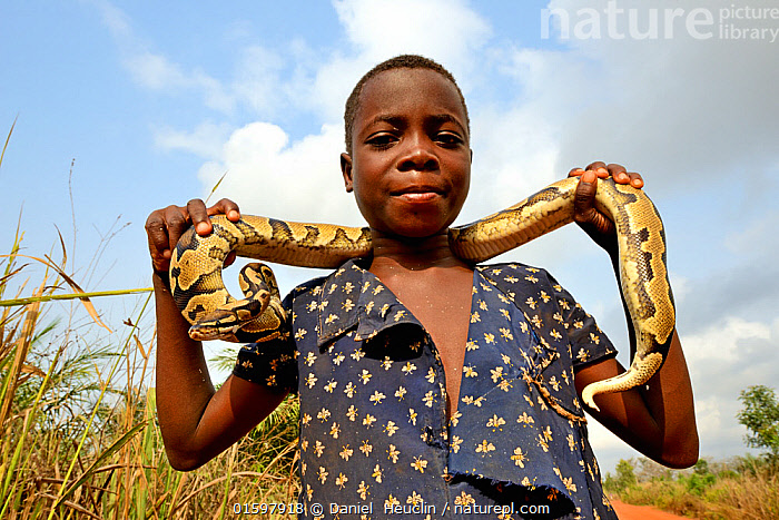 Stock photo of Young girl holding a Royal python (Python regius) Togo ...