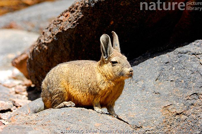 Stock photo of Southern viscacha (Lagidium viscacia) near Laguna ...