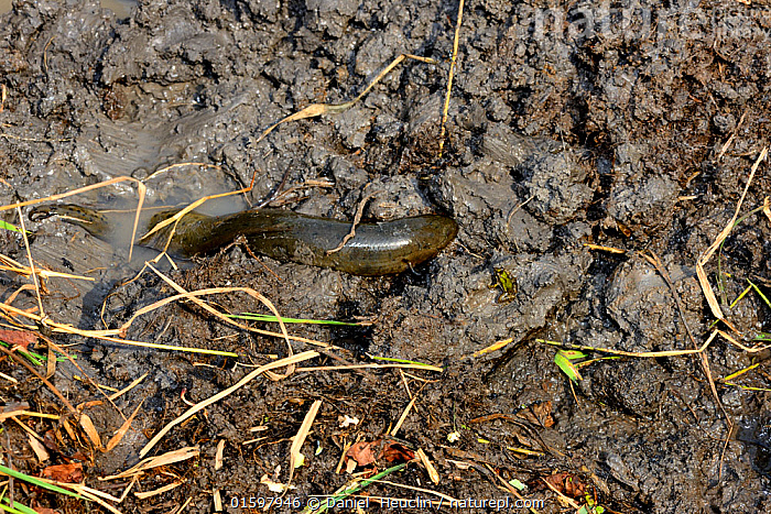 Stock photo of West African lungfish (Protopterus annectens annectens ...