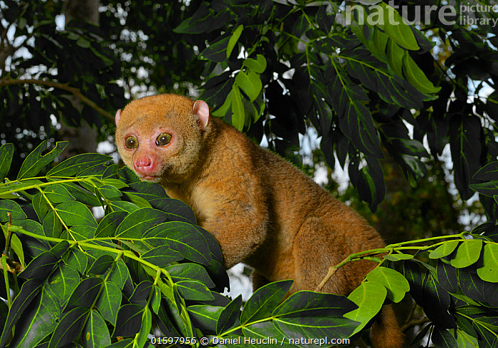 Stock photo of Potto (Perodicticus potto) in tree, Togo. Captive ...