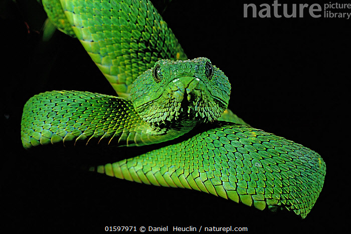 Stock photo of West African tree viper (Atheris chlorechis) portrait ...
