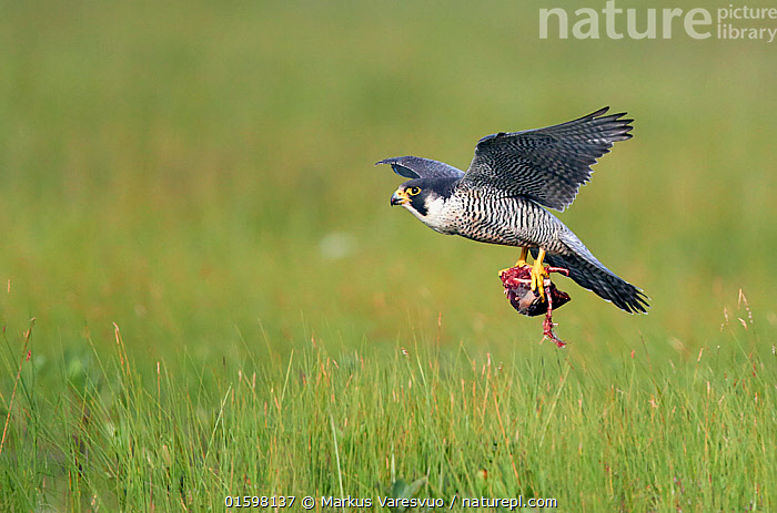 Stock photo of Peregrine falcon (Falco peregrinus) in flight carrying ...