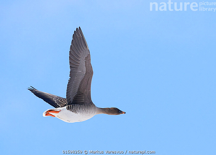 Stock photo of Bean Goose (Anser fabalis) in flight, Vardo, Norway, May ...
