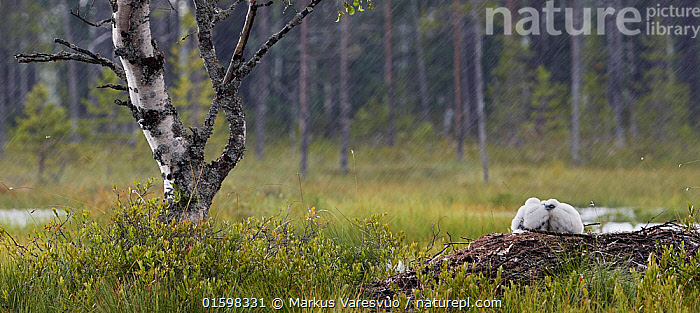 Stock photo of Peregrine falcon chicks (Falco peregrinus) on nest in ...